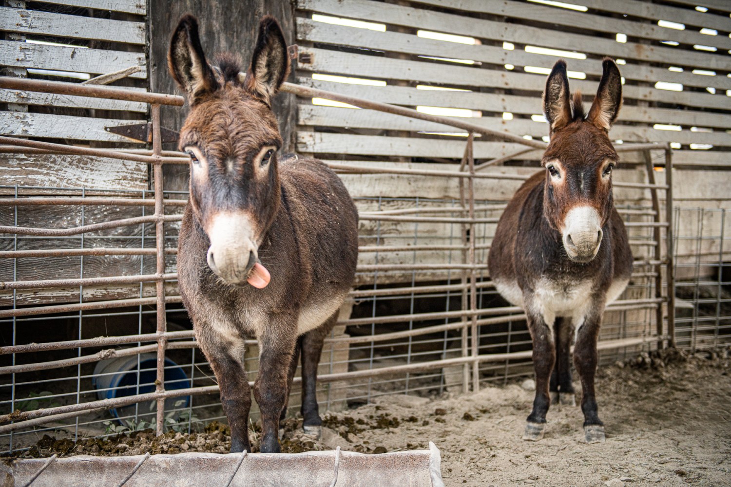 Gallery – Fowler Pumpkin Patch
