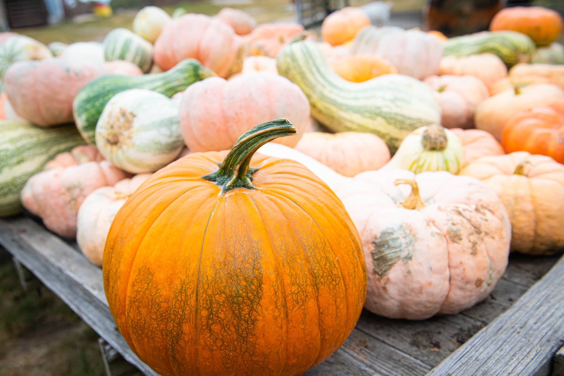 Fowler Pumpkin Patch